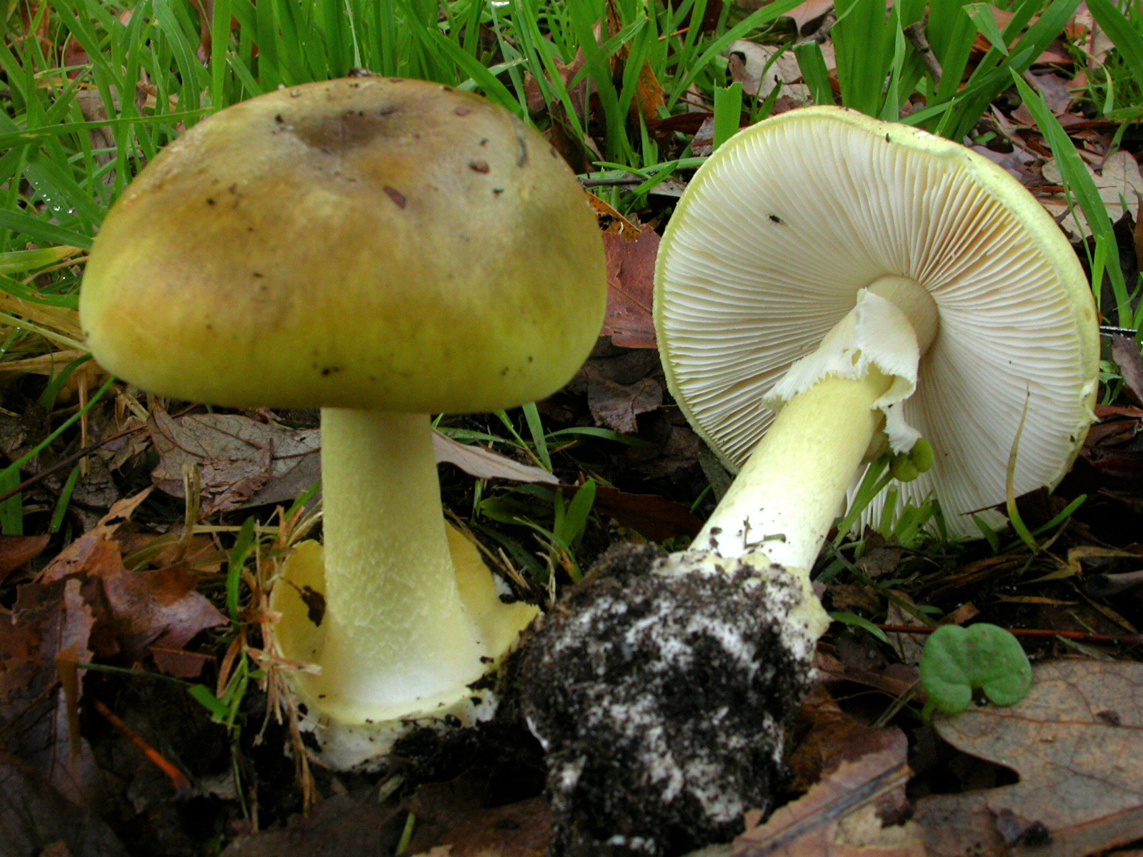 Poisoning Crimes and the ‘Mushroom Murderer’: Patterns and Precedents ...
